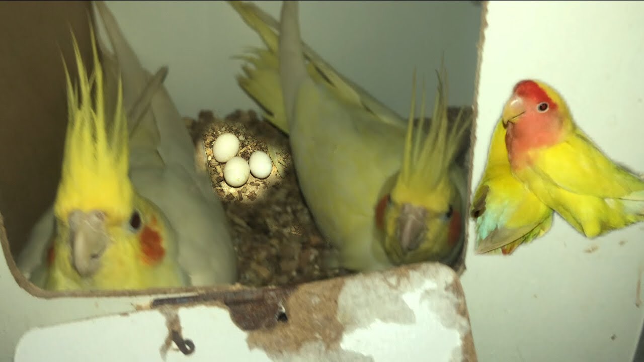 Cocktail birds successful breeding beautiful birds setup🥰 - YouTube