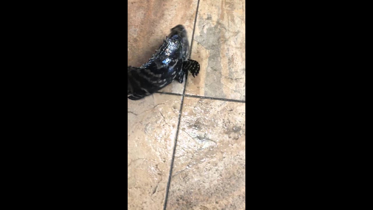 Flapping fish on floor - YouTube