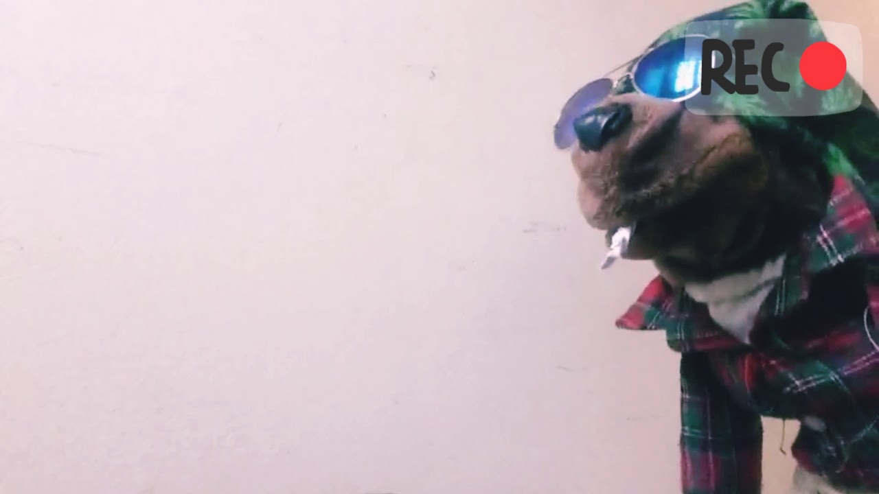 #El perro wey no mames - YouTube