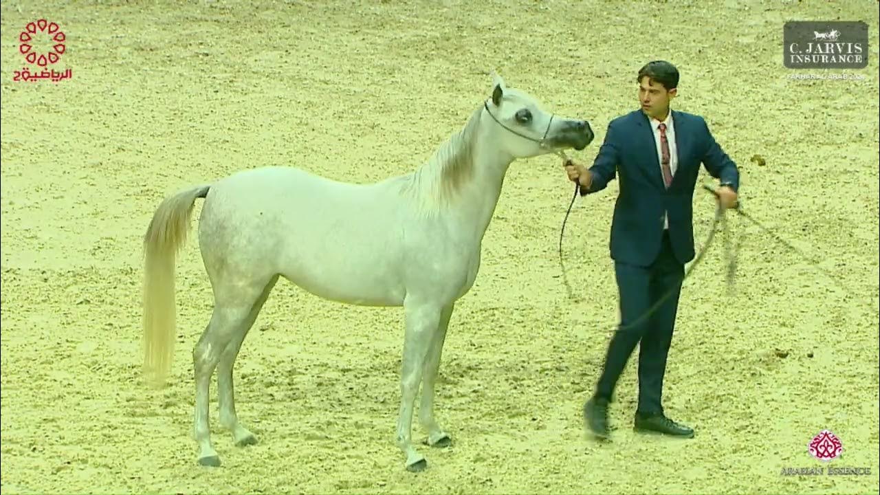 N 74 WADHA SINAI Fakhar Al Arab 2024 Fillies 2 Years Old Class 2C - YouTube