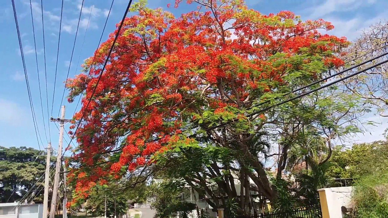 Los Flamboyanes de Puerto Rico !! - YouTube