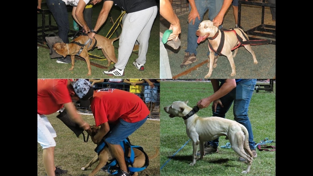 Game Dog - Pit Gameness 2018 - Pit Bull (Tração vs Velocidade) #apbt # ...