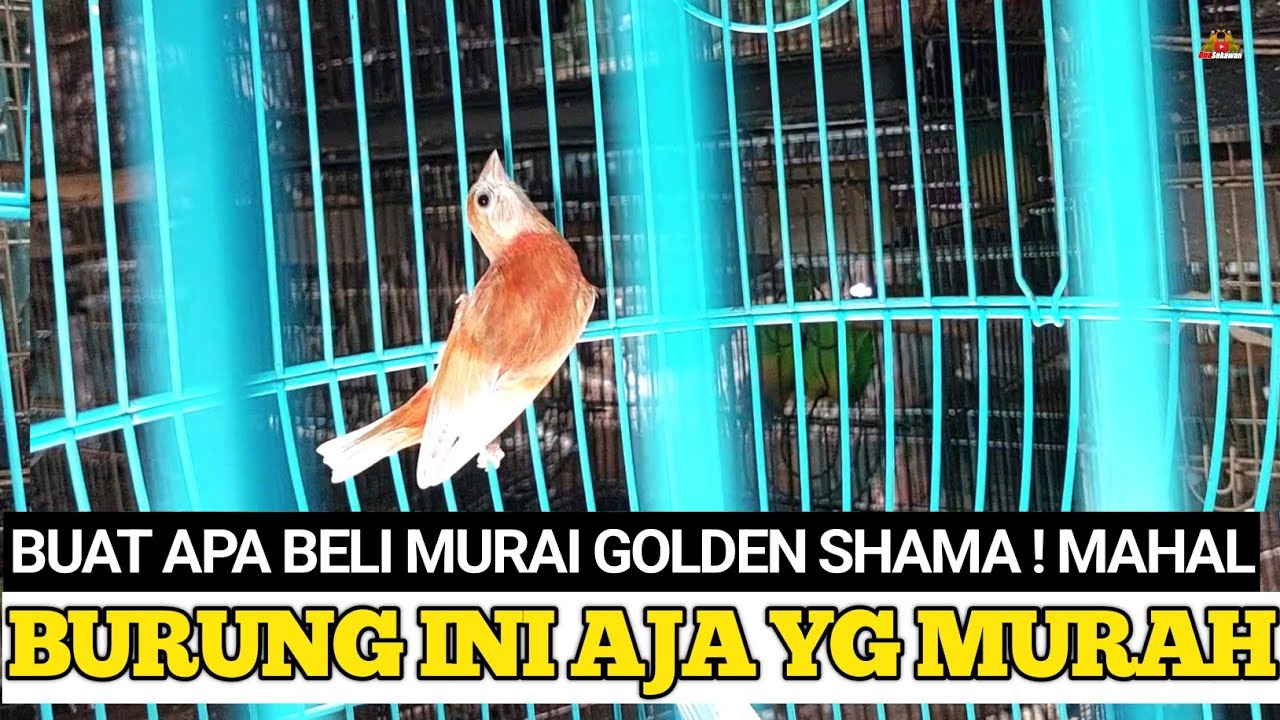 BUAT APA BELI MURAI BATU GOLDEN SHAMA ! MAHAL ! BURUNG INI AJA YG MURAH ...