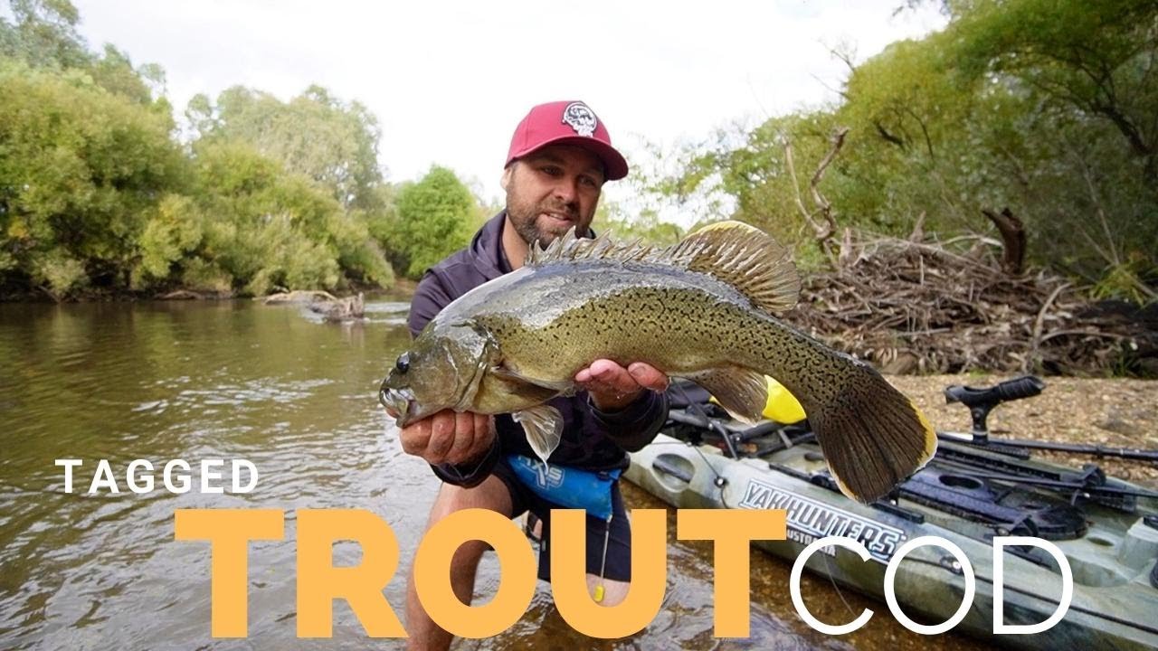 Catching a TAGGED Trout Cod - YouTube