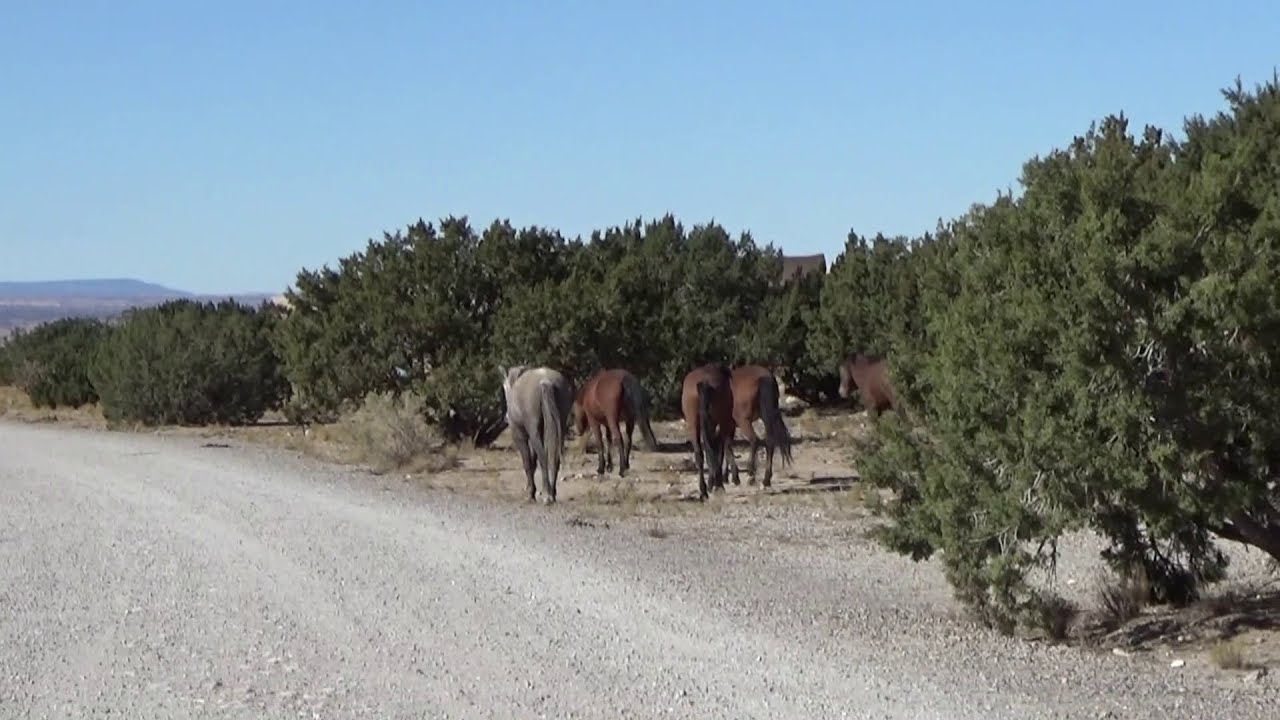 Wild Mustang Horses in the Neighborhood Nov 2020 - YouTube