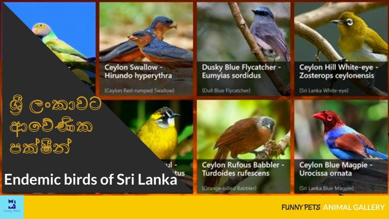 ශ්‍රී ලංකාවට ආවේණික පක්ෂීන් l Endemic birds in Sri Lanka | endemic ...