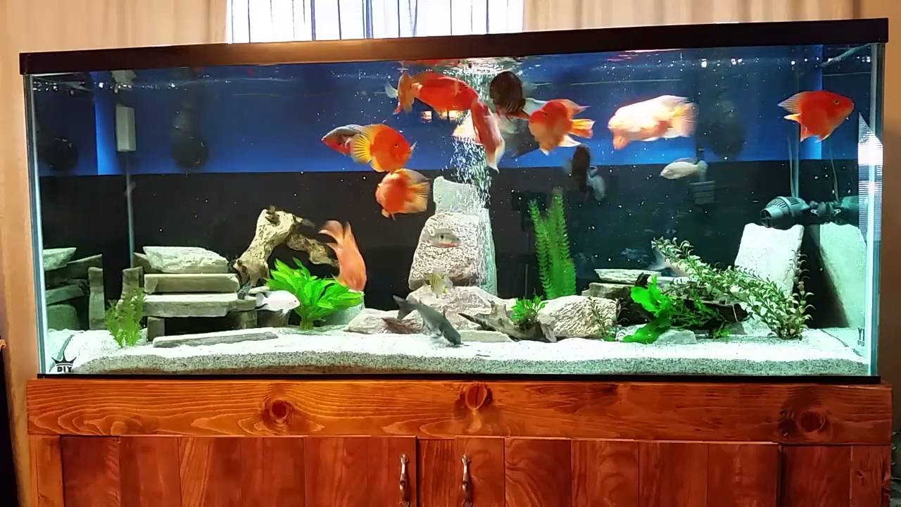 220 Gallon American Cichlid Tank FEEDING - YouTube