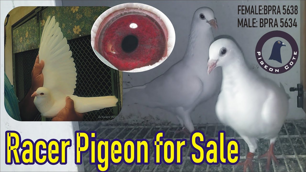 White Racer Pigeon Pair For Sale | Pigeon Cote | By Waleed Alam - YouTube