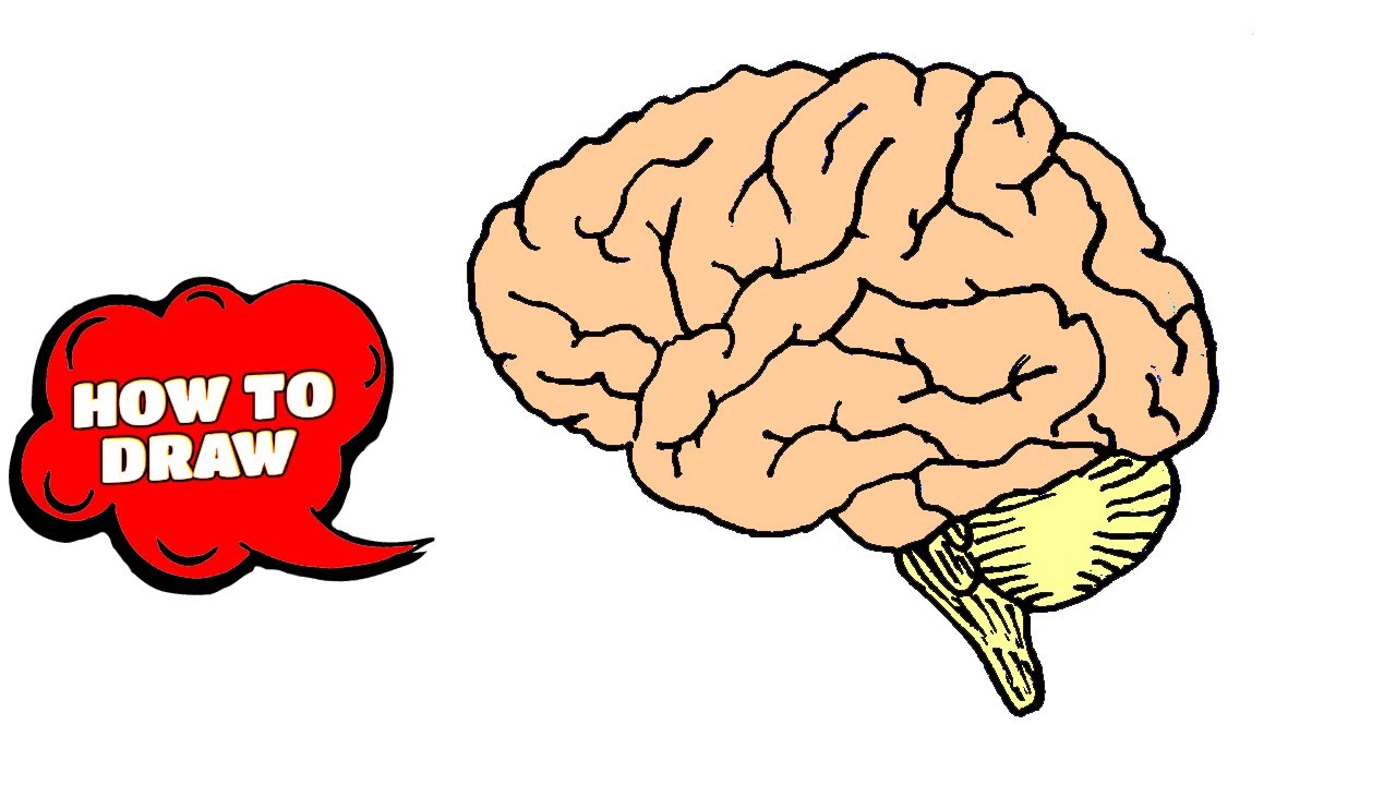 How To Draw Brain Diagram Easily Easy Way To Draw The Diagram Of How To Draw Brain Diagram Easily Easy Way To Draw The Diagram Of