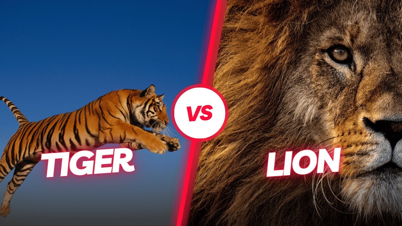 Meet Gunga The Brave Tiger Who Battled 30 Lions - YouTube