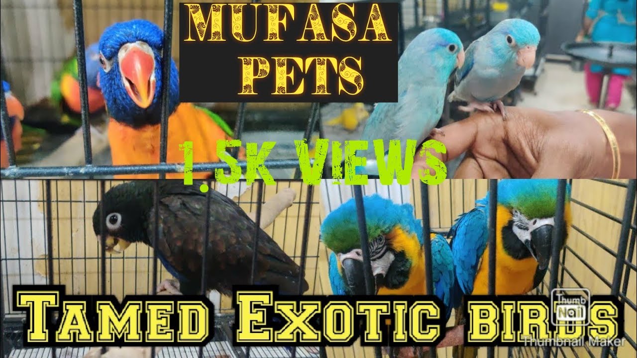 MUFASA 🐦🦜EXOTIC BIRDS SALE SHOP IN CHENNAI/TAMED BIRDS/WITH THEIR BREED ...