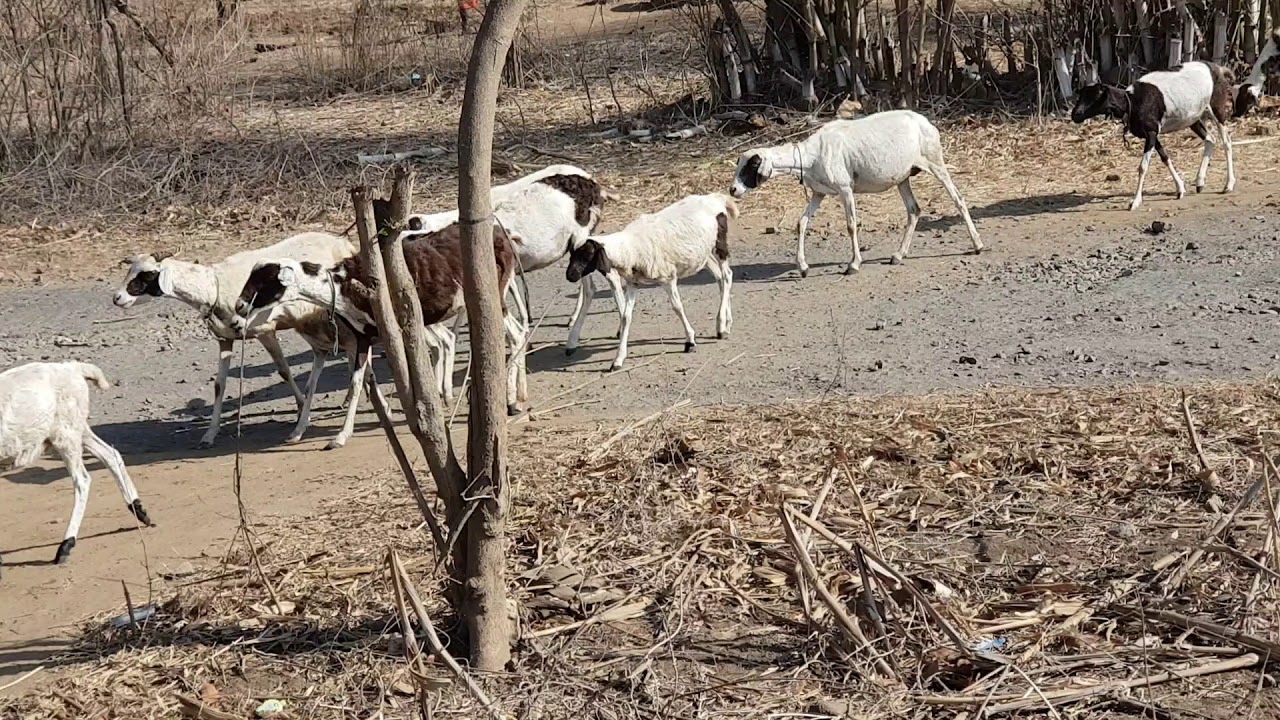 Lomblen = Lombland = LEMBATA. - YouTube