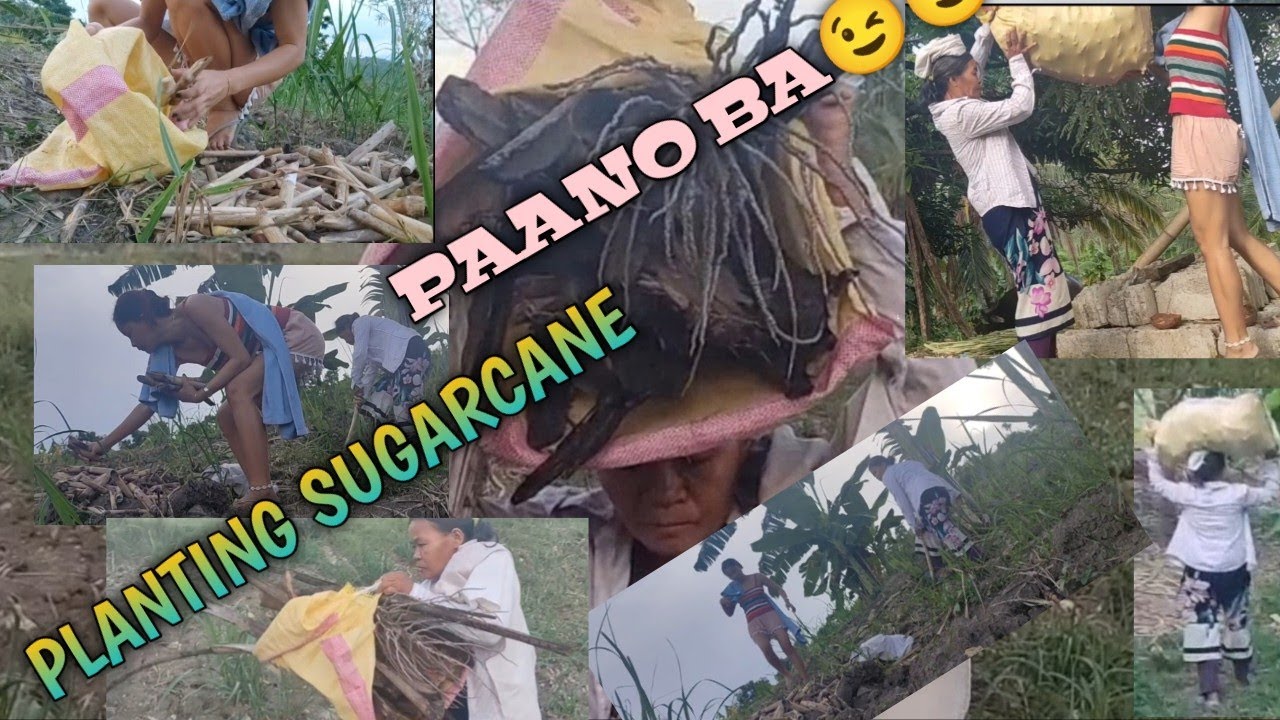 HOW TO PLANT SUGARCANE...ANG HIRAP NG PAGTATANIM NG TUBO.. - YouTube