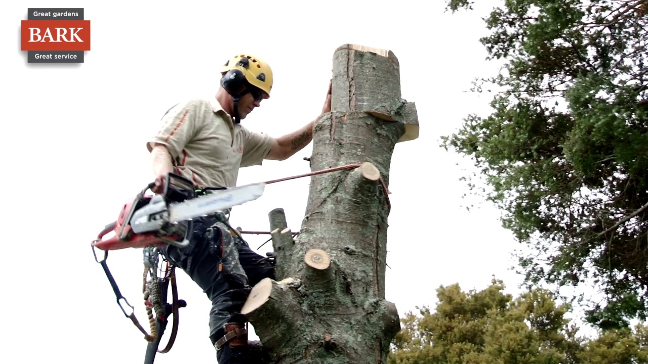 Felling 2017 - YouTube