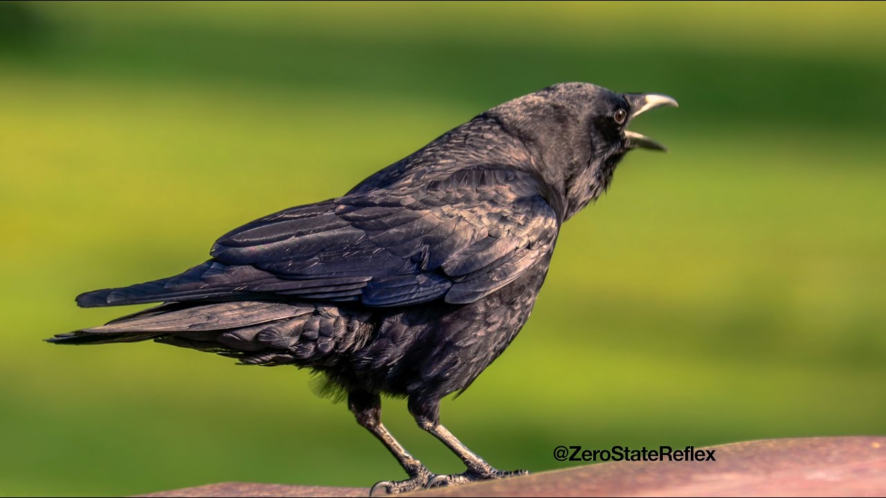 WE YELL BECAUSE WE HAVE TO, Crow. - YouTube