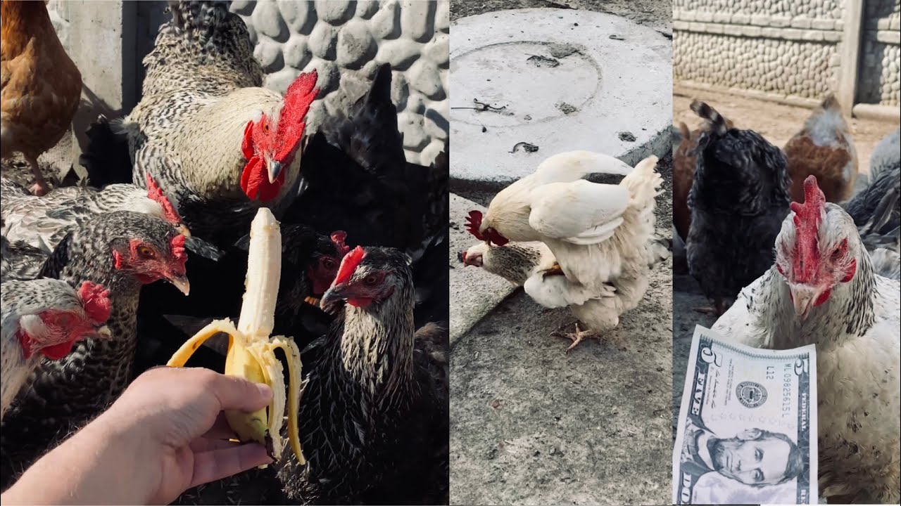 Banana for roosters and chickens | Chicken and dollar - YouTube