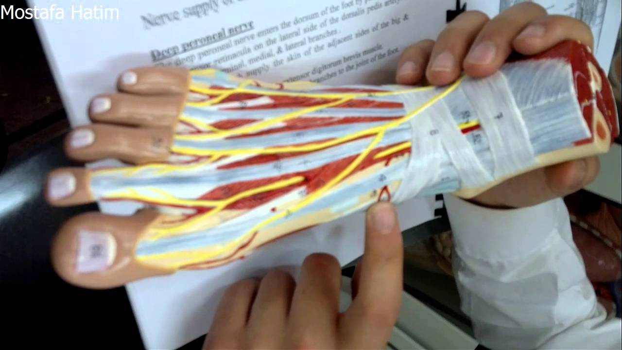 Anatomy of the foot (Model 1) part 2 at Al kindy medicine college كلية ...