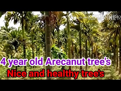 Areca nut farming - YouTube