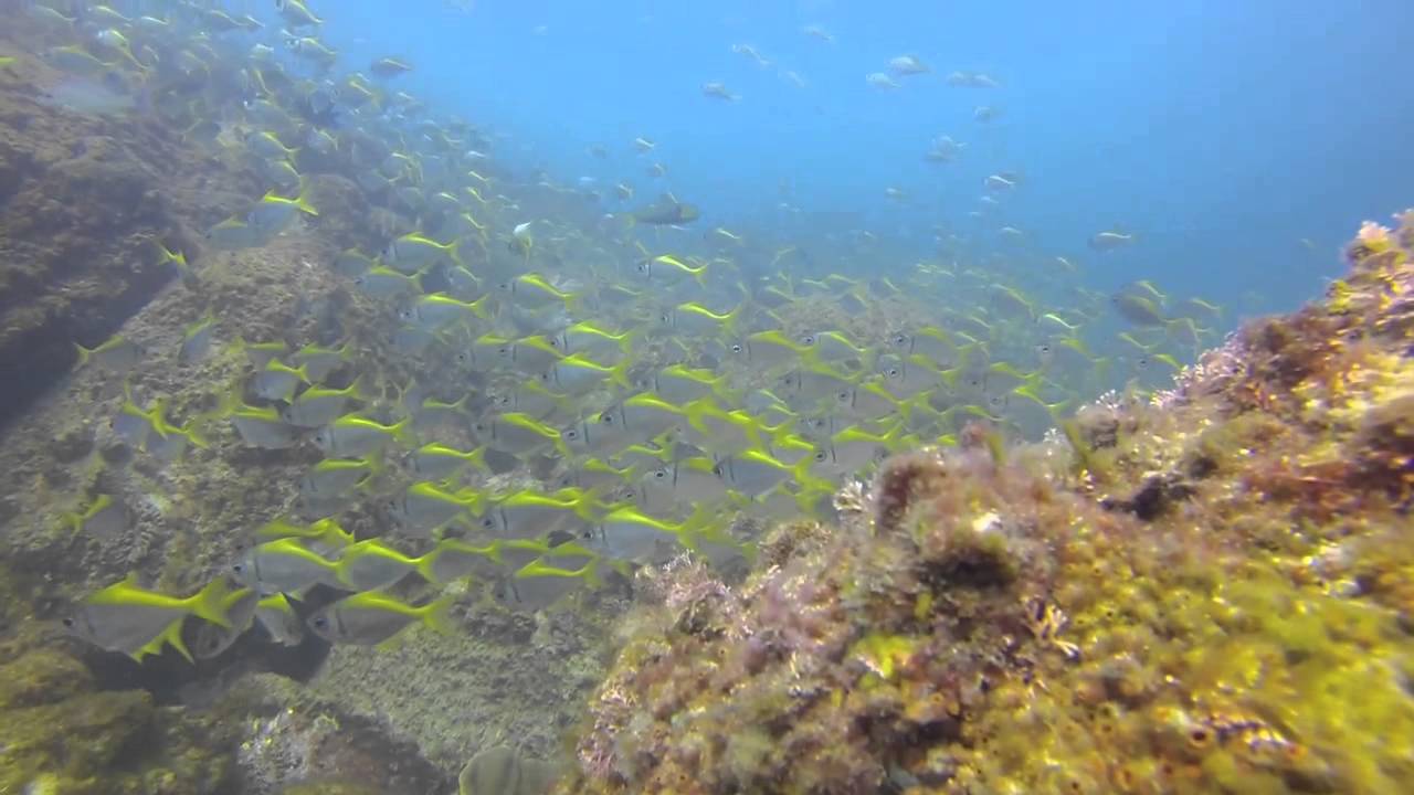 Cook Island, Tweed Heads April 2013 - Go Pro Hero 3 - YouTube