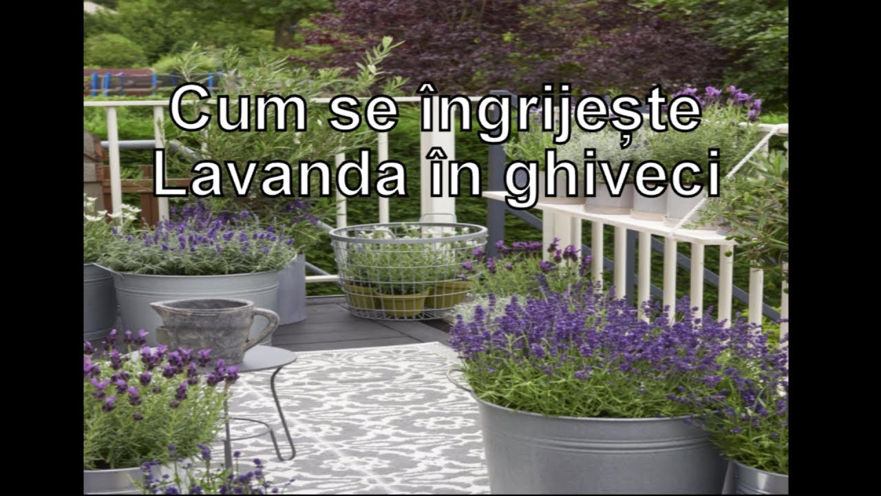 Lavanda, in ghiveci sau in gradina? Sfaturi ingrijire - YouTube