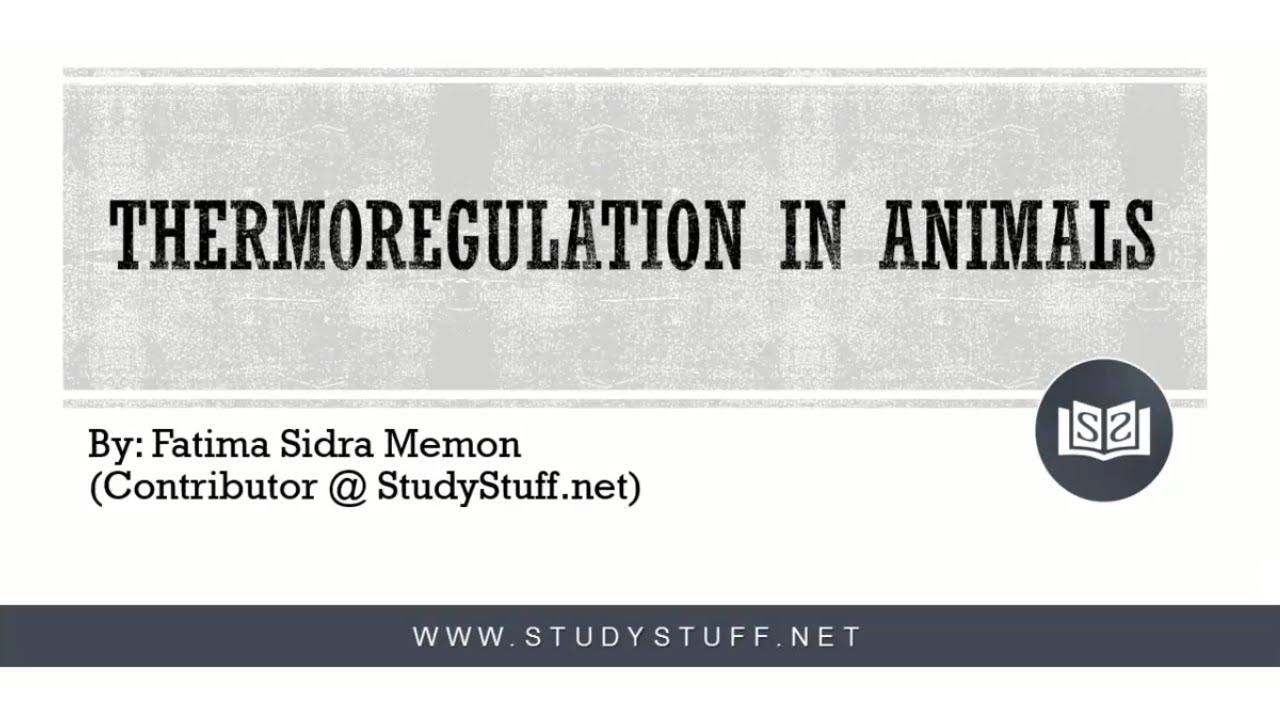 Thermoregulation in Animals | Homeostasis | Fatima Sidra Memon - YouTube