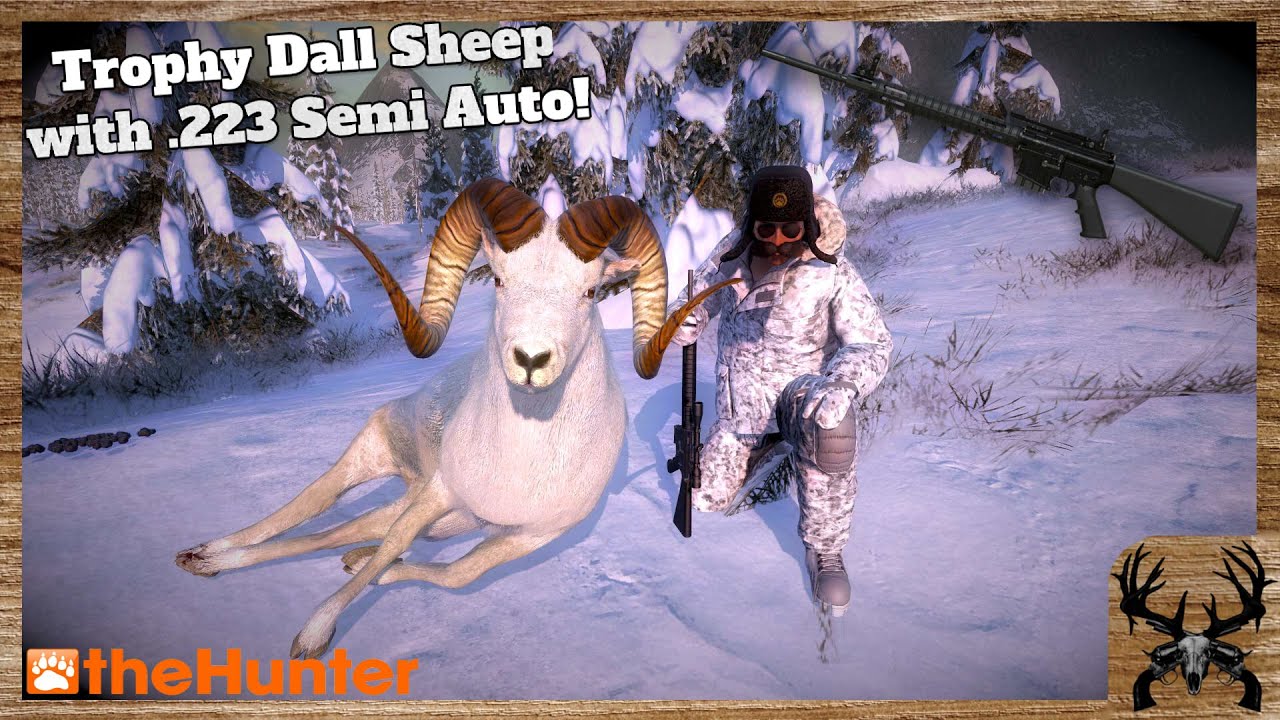 Dall Sheep with the .223 Semi Auto Rifle! | theHunter Classic - YouTube