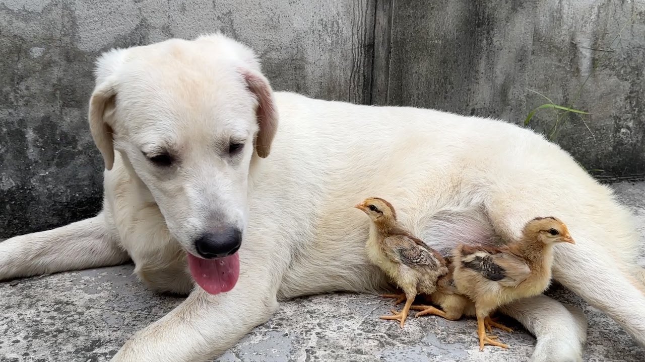 Labrador Retriever Puppy lives with tiny chicks - YouTube