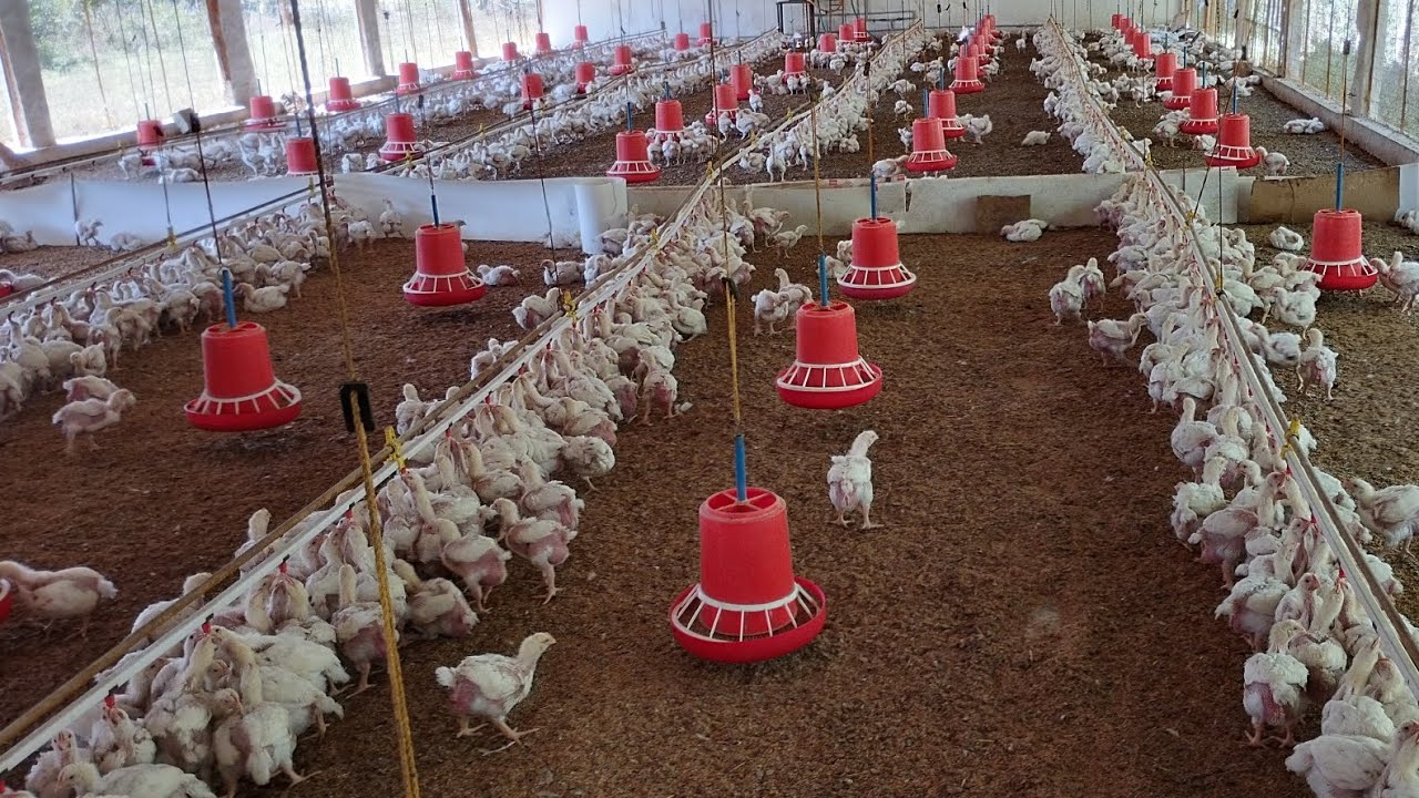 how to poultry farm 25 days #ramjan fun - YouTube