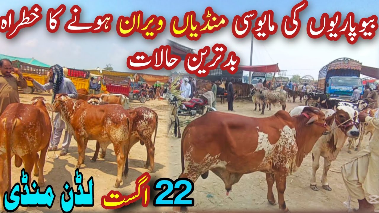 LUDDAN CATTLE MARKET CRUSH || Purchasing Stop || Sahiwal Cholistani ...