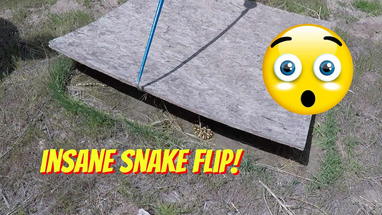 Flipping boards for 🅲🅾🅻🅾🆁🅵🆄🅻 🆂🅽🅰🅺🅴🆂! - YouTube