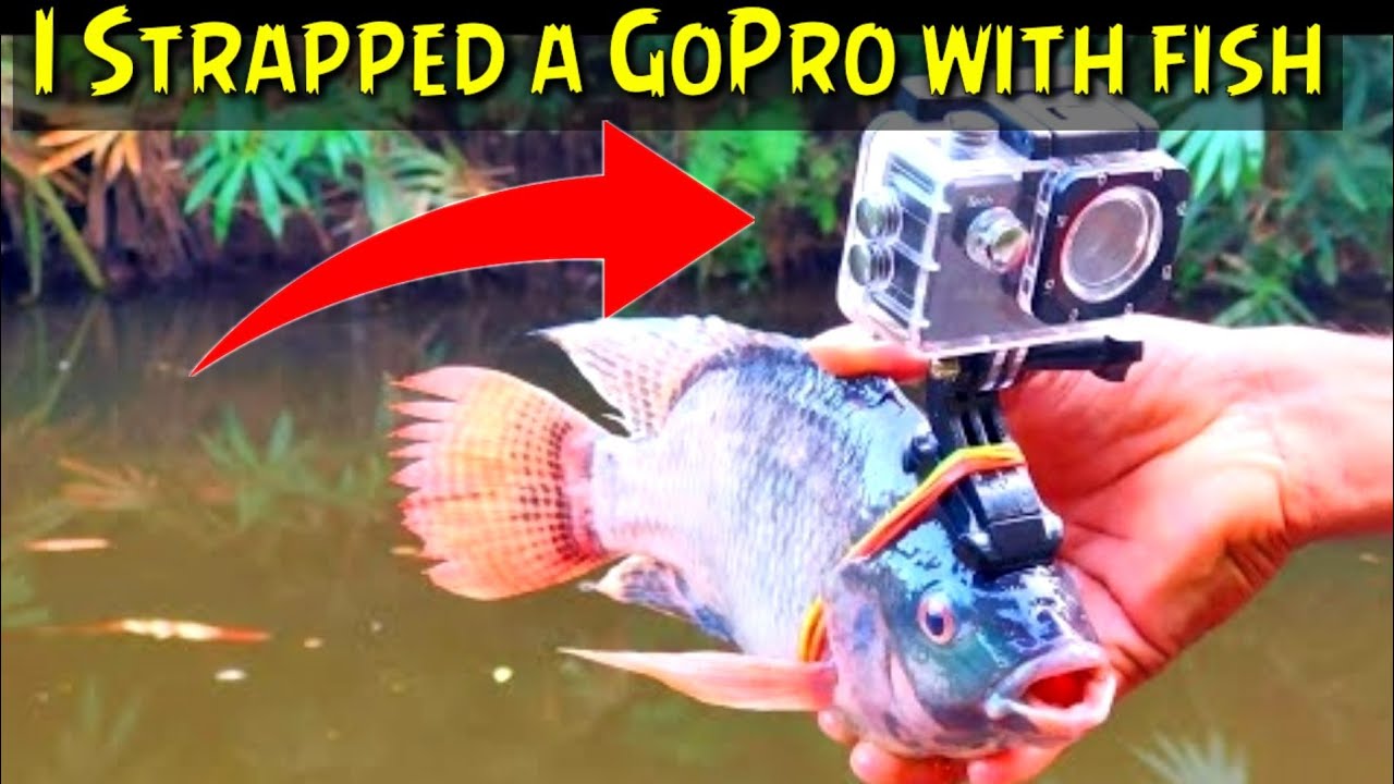 I striped a GoPro with fish | I striped a camera with fish | fish with ...