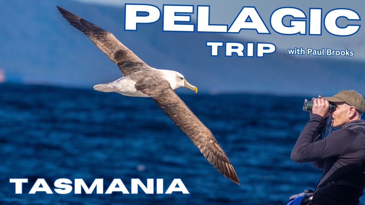 Pelagic trip 60 photos - Morilly.com