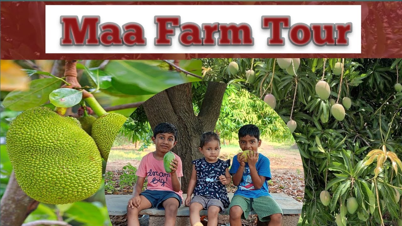 Ma Mango Farm Tour | Mango Farm Tour Experience | A Day at the Mango ...