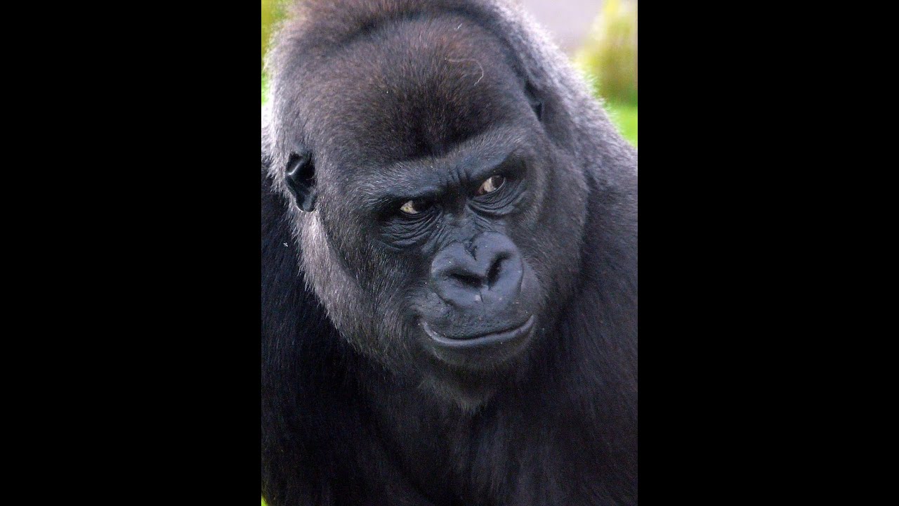 zxc люля кебаб ебашит боксы, слился пару раундов как долбаеб - YouTube