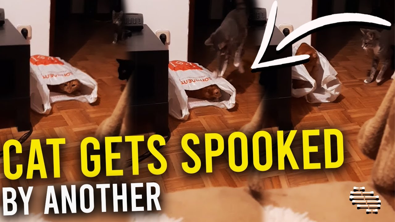 Cat Gets Spooked by Another Who Is Hiding Inside a Bag Making Owners ...