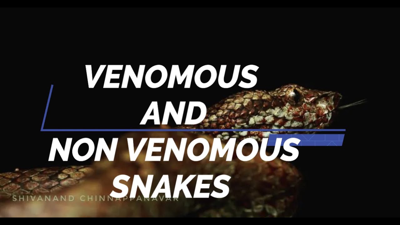 VENOMOUS AND NON-VENOMOUS SNAKES BY AVNASH - YouTube
