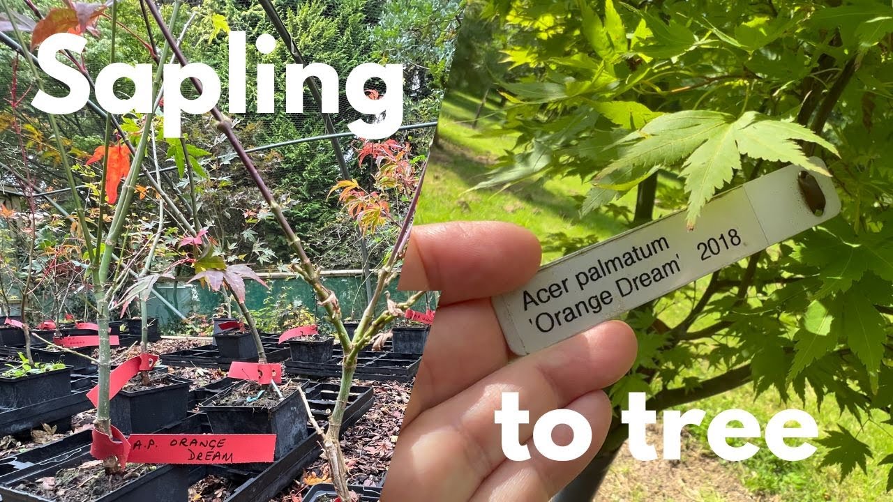 I wish I had found these amazing young Japanese Maple trees sooner ...