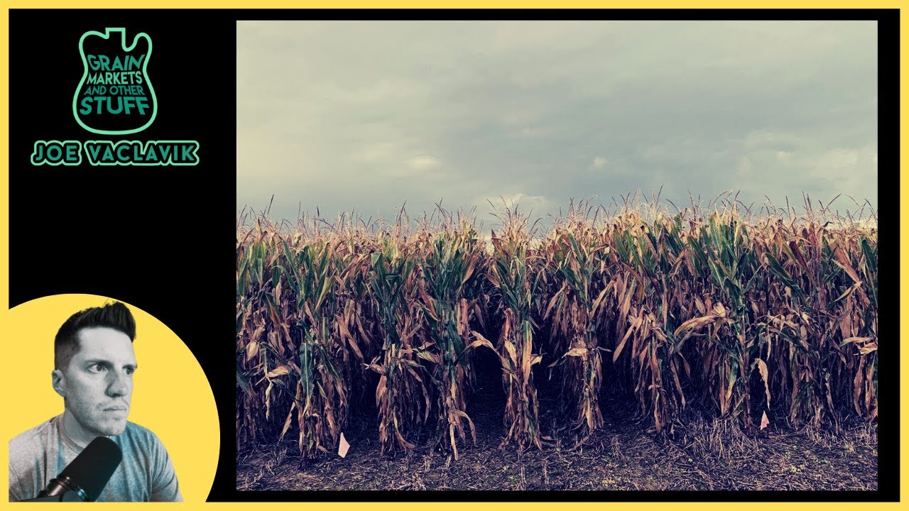 US Corn Conditions FALL Sharply - Worst Since 2019 - YouTube