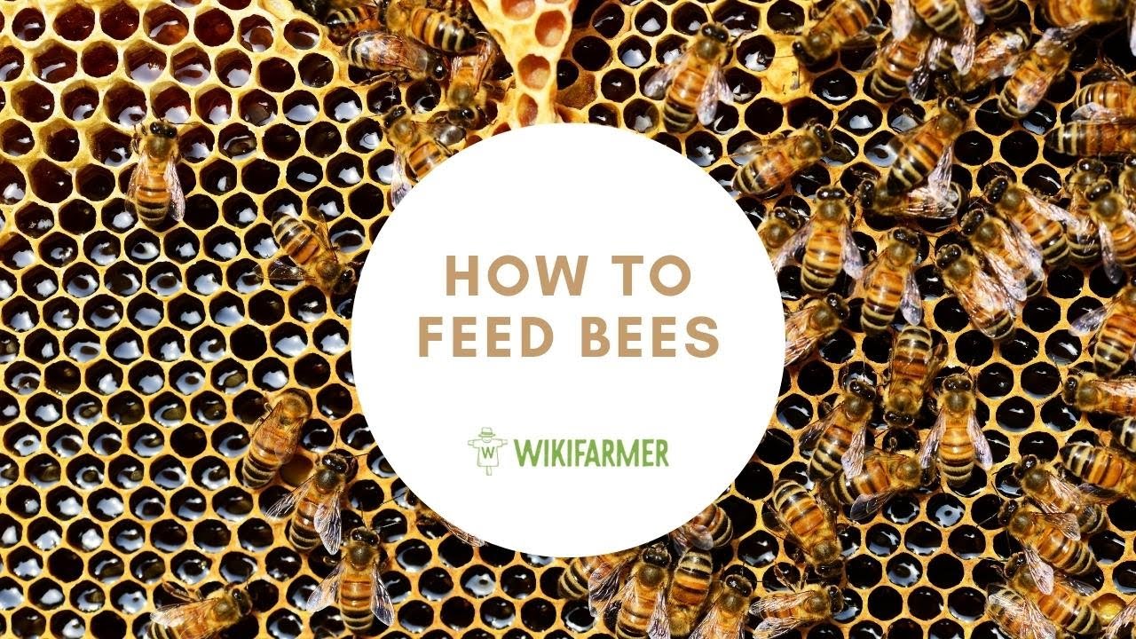 How to feed Bees - YouTube