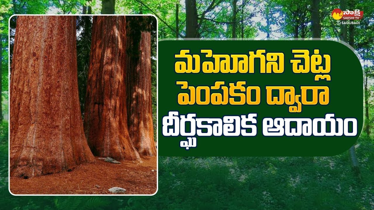 Mahogany Tree Farming How To Start Mahogany Farming @SakshiTVSagubadi ...