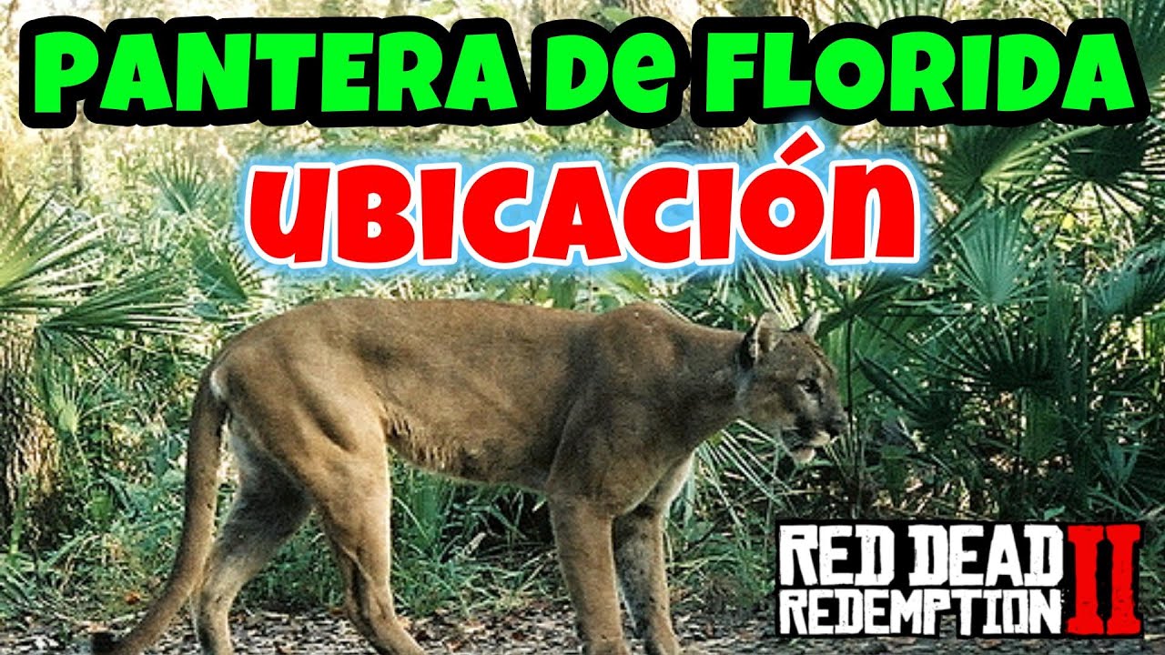 Donde encontrar la PANTERA de FLORIDA en Red Dead Redemption 2 ️ - YouTube