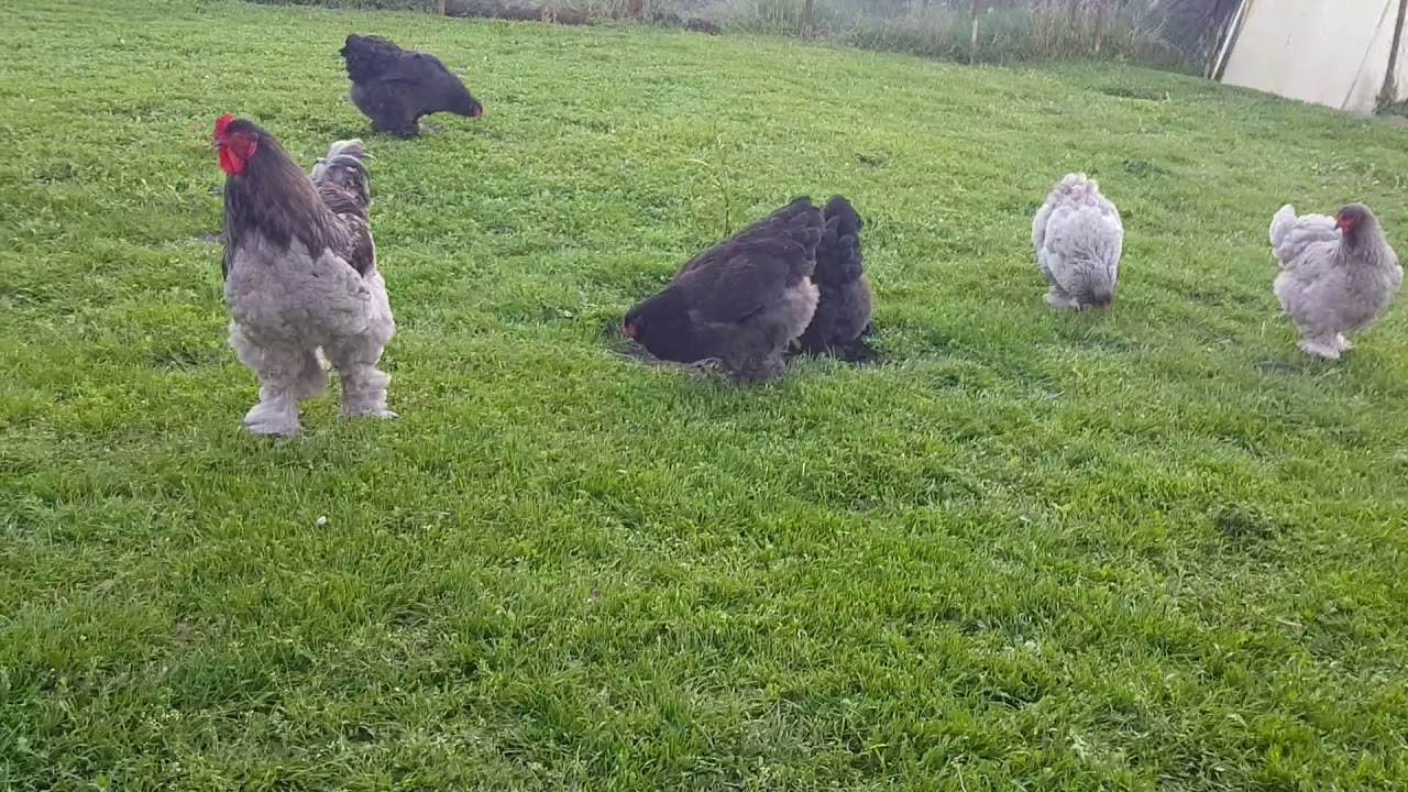 Brahma Blue Chicken - YouTube