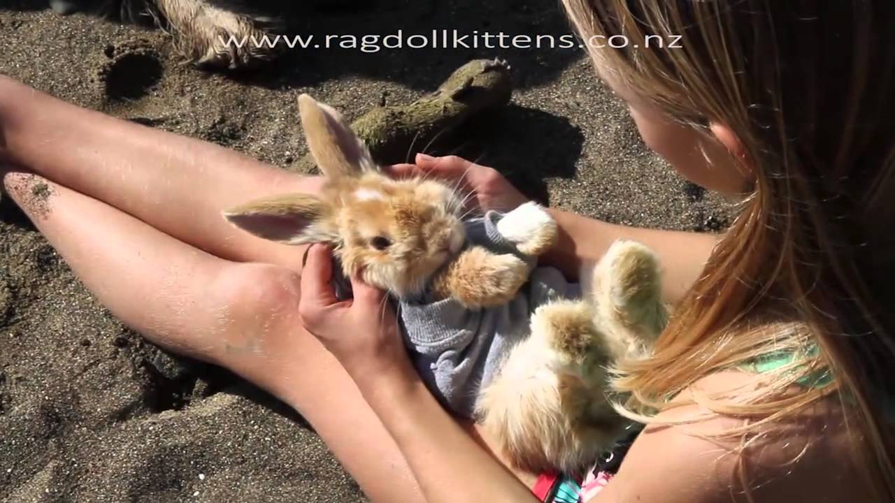 Most relaxed pet rabbit ever! Is it even alive?! - YouTube