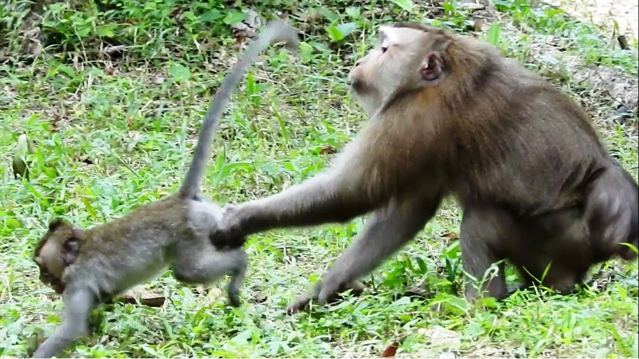 Pigtail Monkey Want To Do Baby Monkey - Why Baby Monkey Scare Pigtail ...