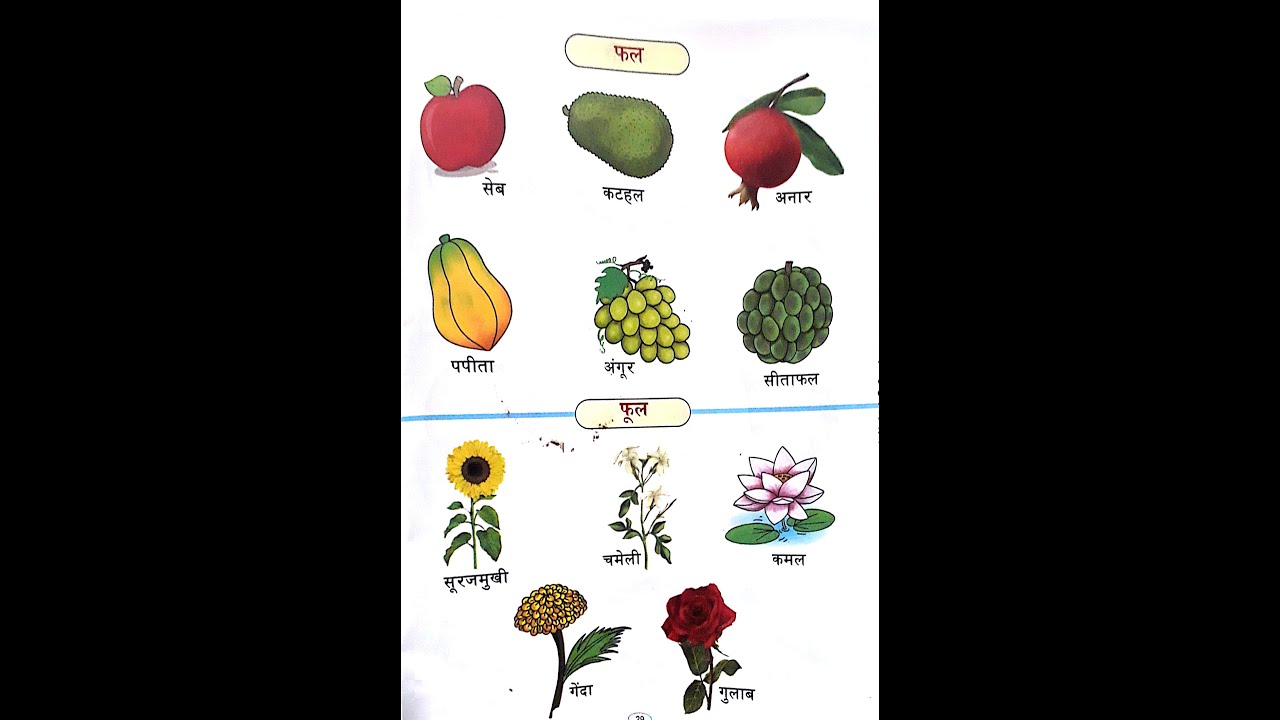 PHAL AUR PHOOL IN HINDI FRUIT AND FLOWER NAMES IN HINDI - YouTube