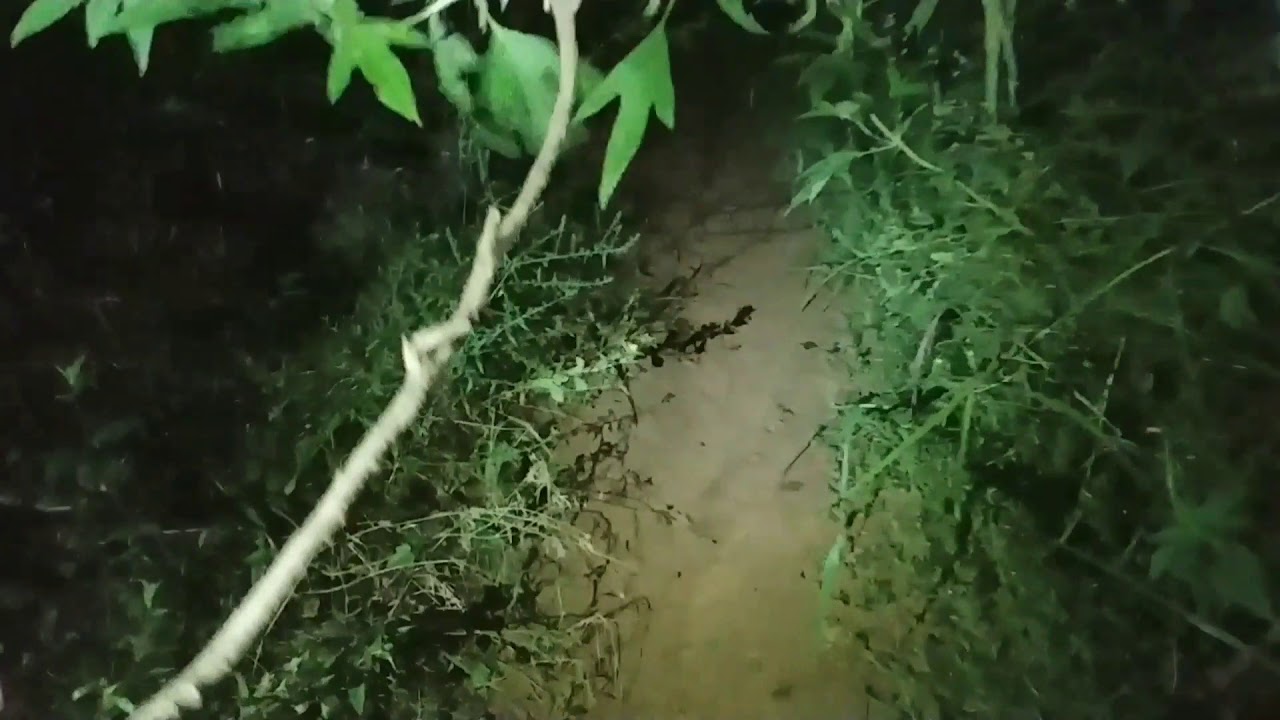 Old Alton "Goatman" Bridge Area Exploration, Denton TX - Sept 2019 ...