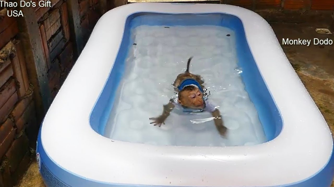 Wow Dodo Surprise Got New Pool From His Fan In USA, Dodo Happy And Love ...