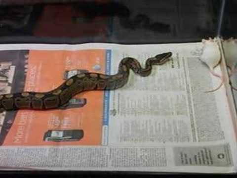 ball python stalking then kills her prey! - YouTube
