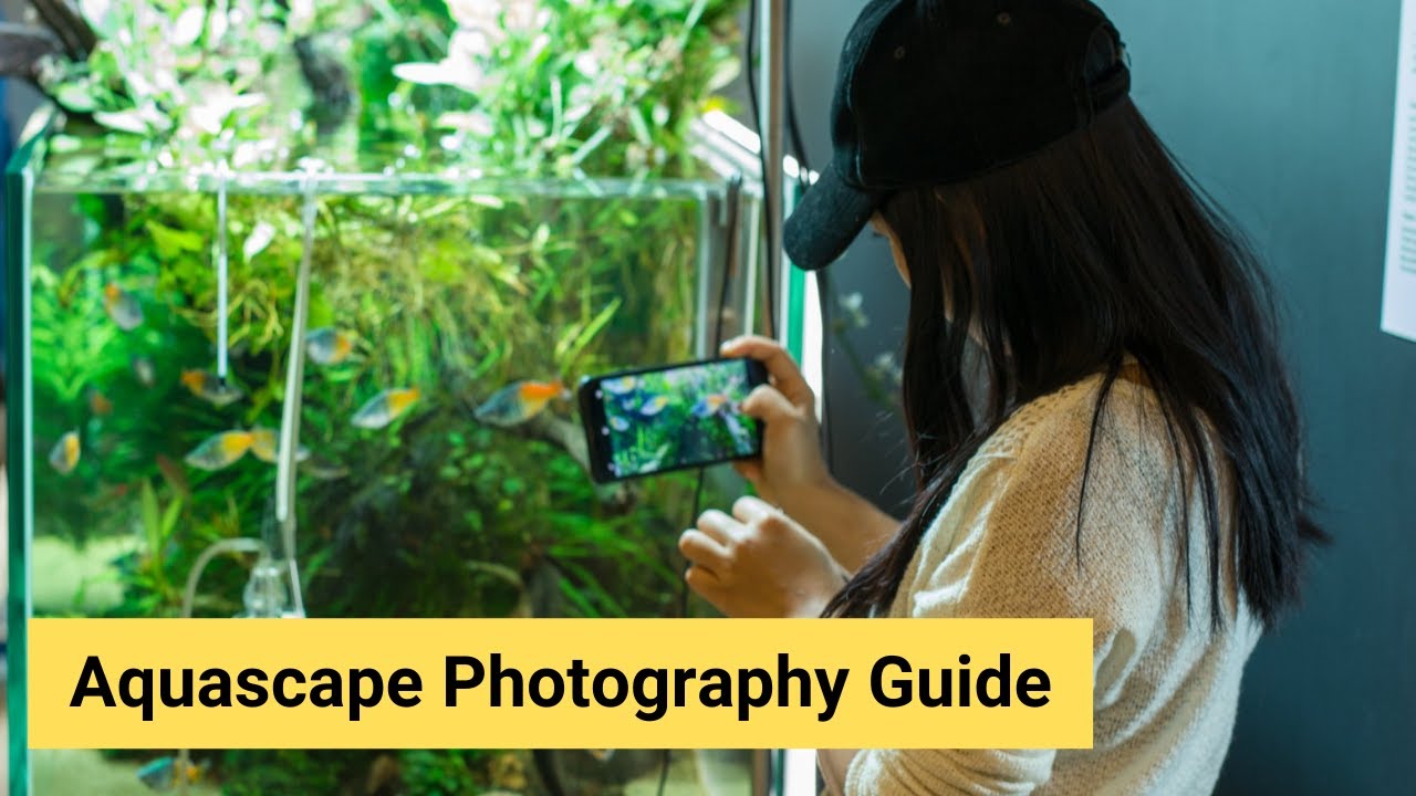 How to set up Aquarium | Aquarium Photography for Competition | How to ...