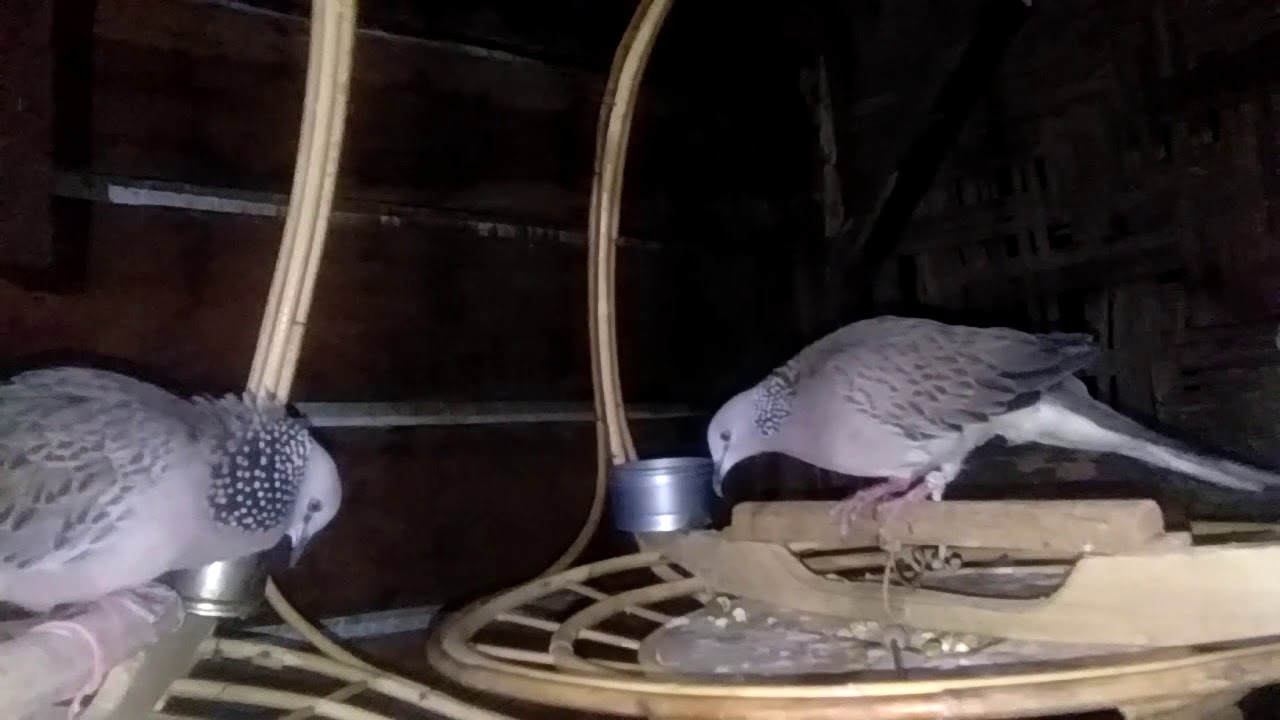 Tekukur kuk1 vs tekukur kuk 3 - YouTube